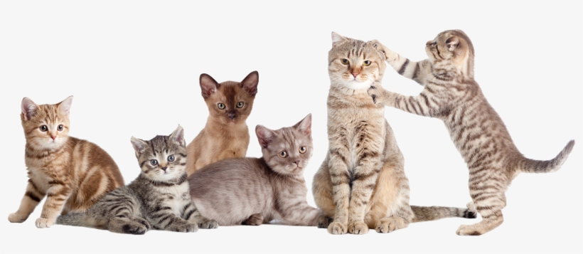 Group Of Cats Transparent PNG - 2095x938 - Free Download on NicePNG