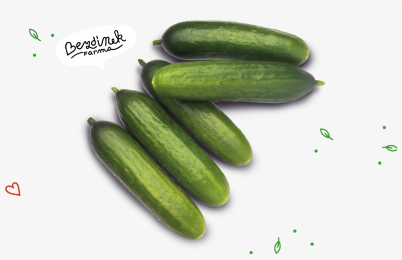 Average Lenght - Cucumber Transparent PNG - 1469x900 - Free Download on ...