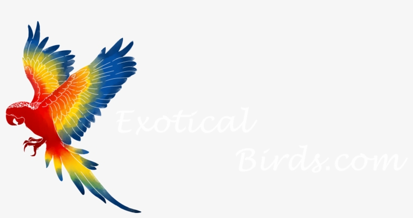 Exotical Birds - Brazilian Bird Png Transparent PNG - 2048x900 - Free ...