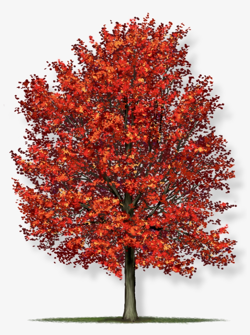 Expand Image - Acer Rubrum Red Maple Tree Transparent PNG - 836x1080 ...