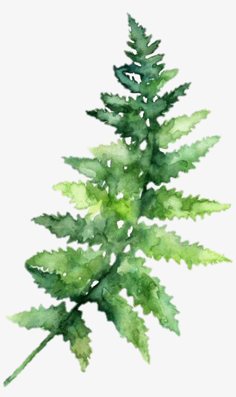 Fern Sticker - Watercolor Leaf Hd Png Transparent PNG - 1024x1670 ...