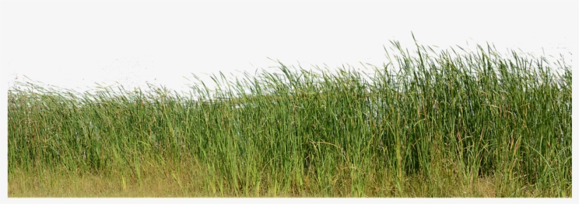 Grass, Grass No Background, Nature, Green, Plant - Png Background Image ...