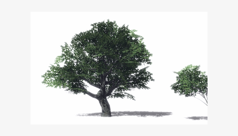 Maple Tree Png Transparent PNG - 1010x389 - Free Download on NicePNG