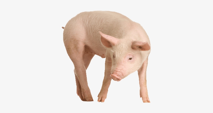 Transparent Pig Transparent PNG - 343x356 - Free Download on NicePNG