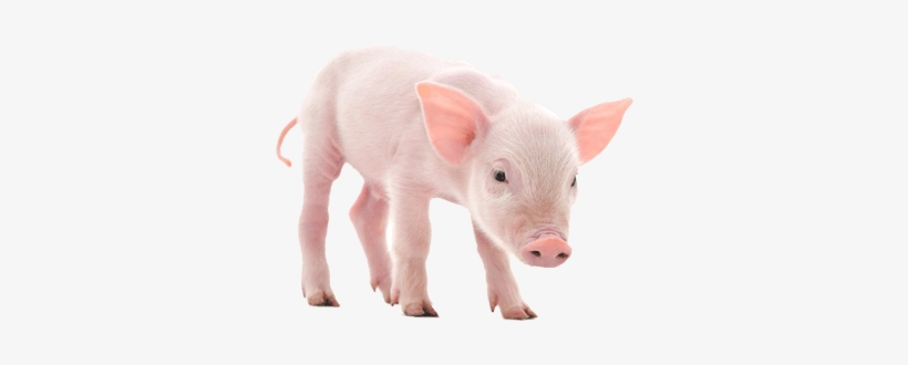 Pig Pink Transparent PNG - 556x415 - Free Download on NicePNG