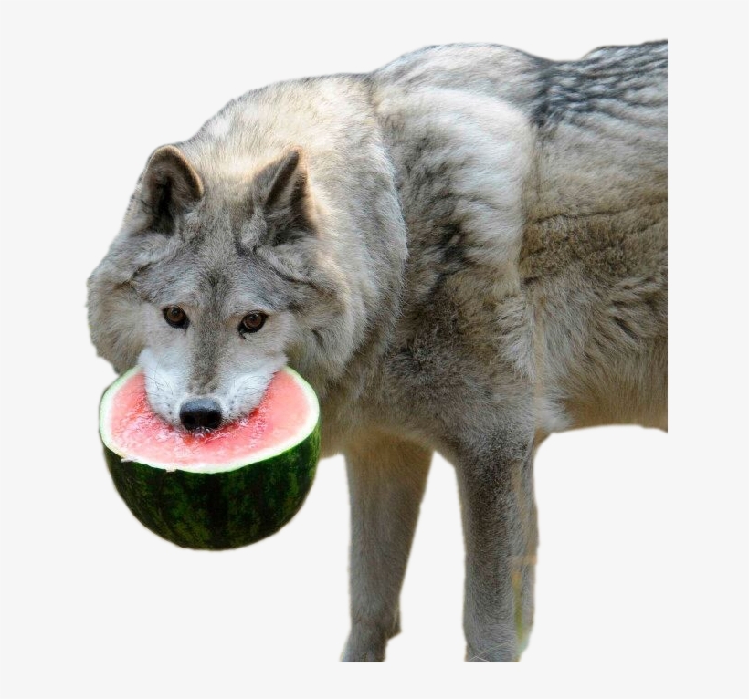 Animalwolf With Half Of A Watermelon - Wolf Watermelon Transparent PNG ...