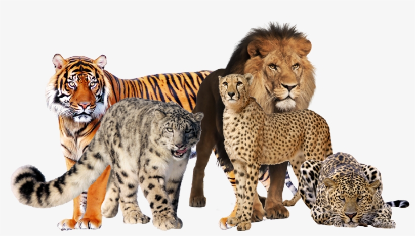 Big Cat Collage Transparent PNG - 899x469 - Free Download on NicePNG