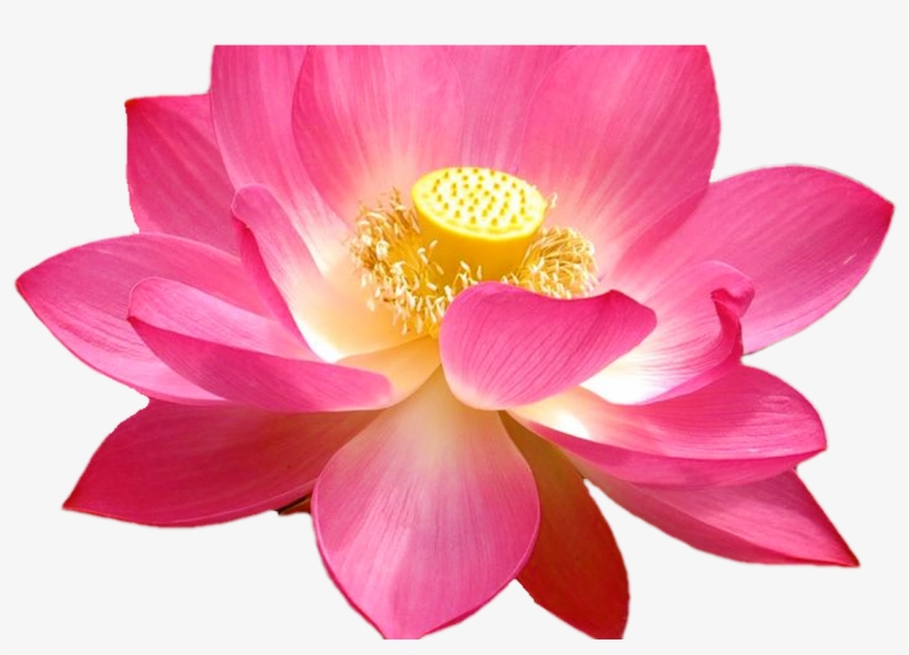 Lotus Flower Tumblr Background