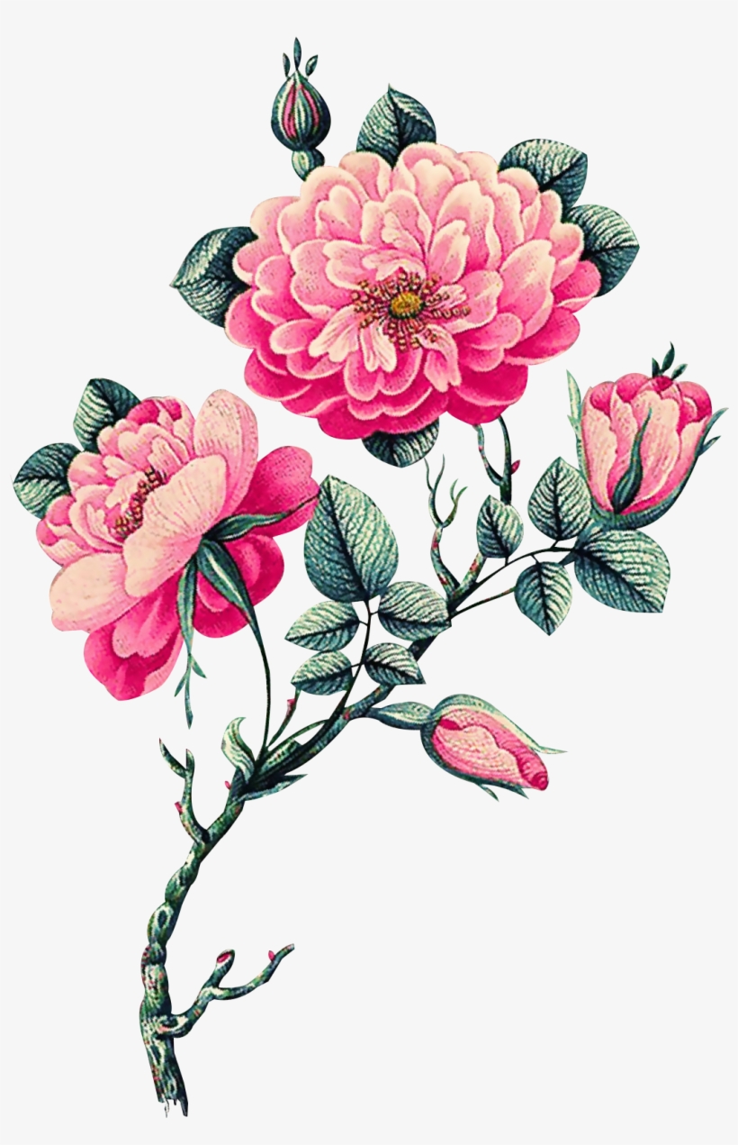 Vector Flowers, Botanical Flowers, Tropical Flowers, - Common Peony ...