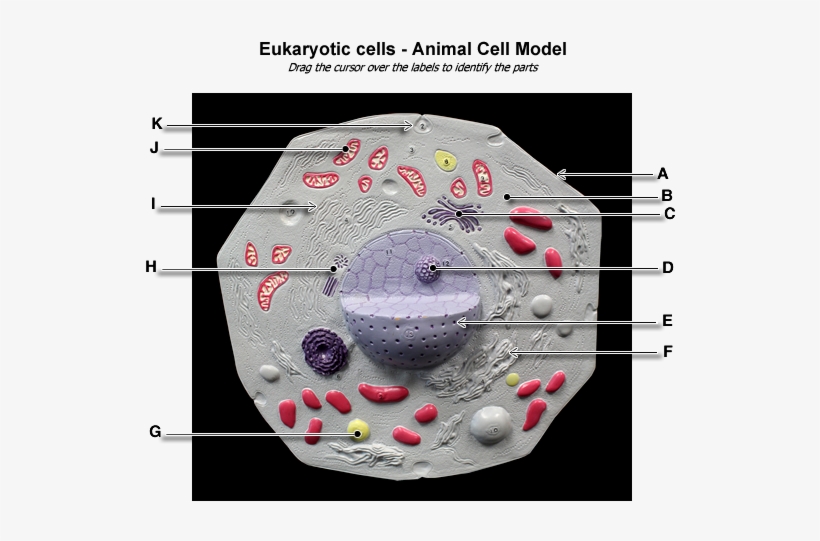 Download Animal Cell Model - Animal Cell Anatomy And Physiology - HD ...