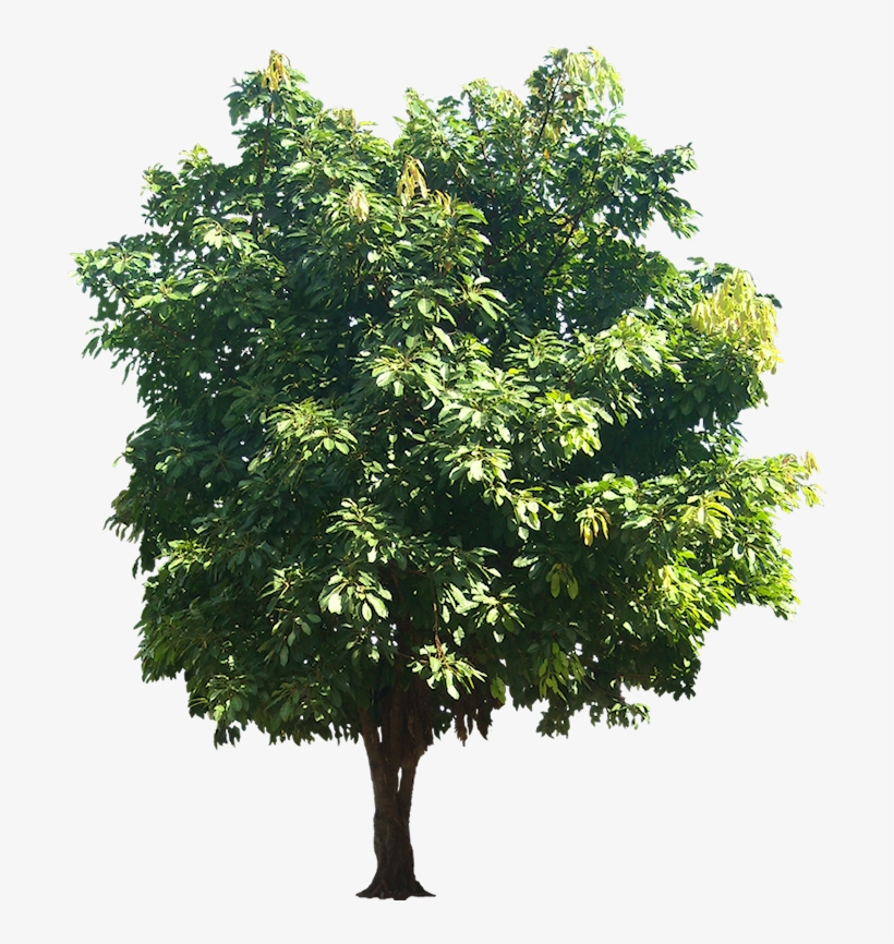 Ficus Infectoria Or Virens - Ficus Religiosa Png Transparent PNG ...