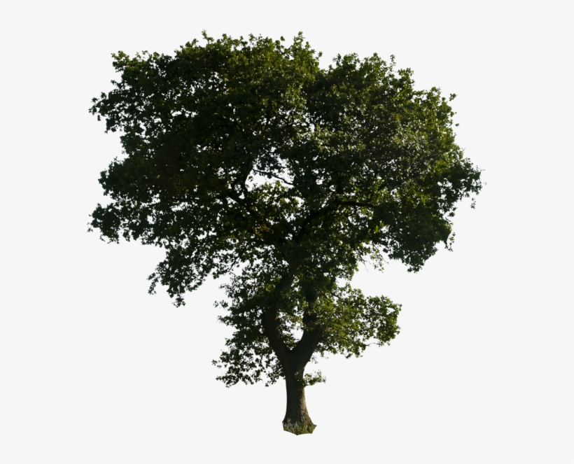 Download Trees In Png Format - Tree Png No Background - HD Transparent ...