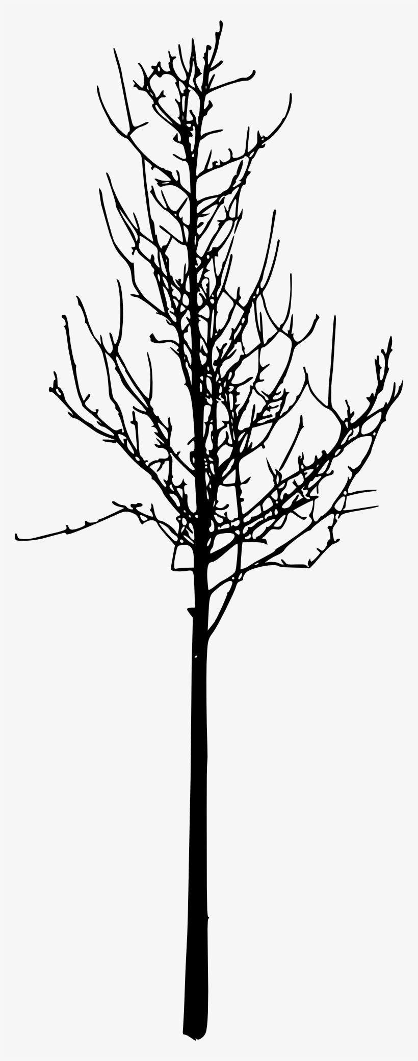 12 Simple Bare Tree Silhouettes - Portable Network Graphics Transparent ...