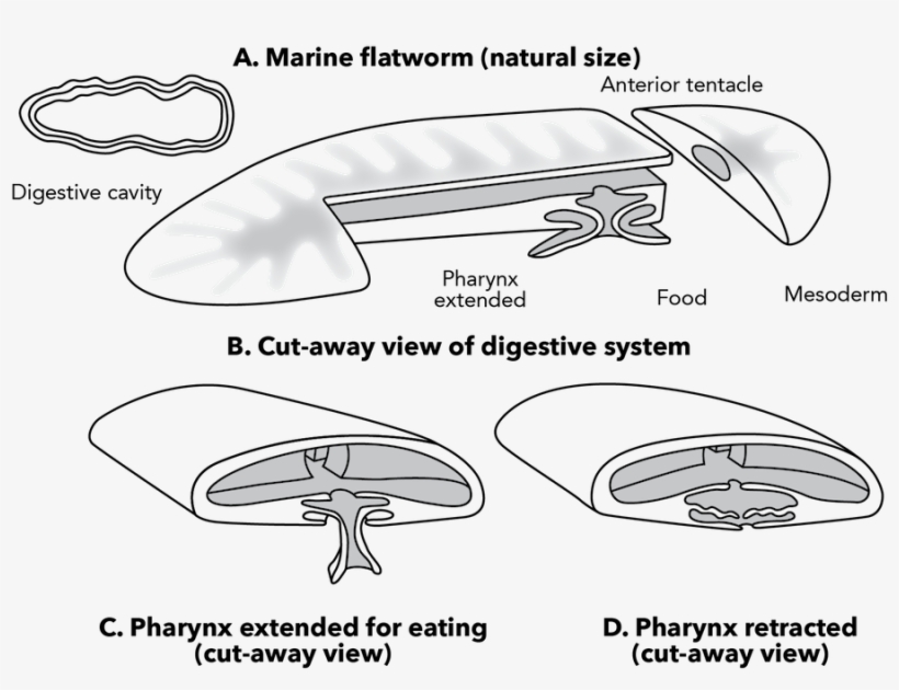 fig - 3 - 37 - Marine Flatworm - Pharynx Transparent PNG - 900x648 ...