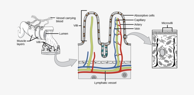 The Villi And Microvilli, With Their Many Folds, Increase - Cross ...