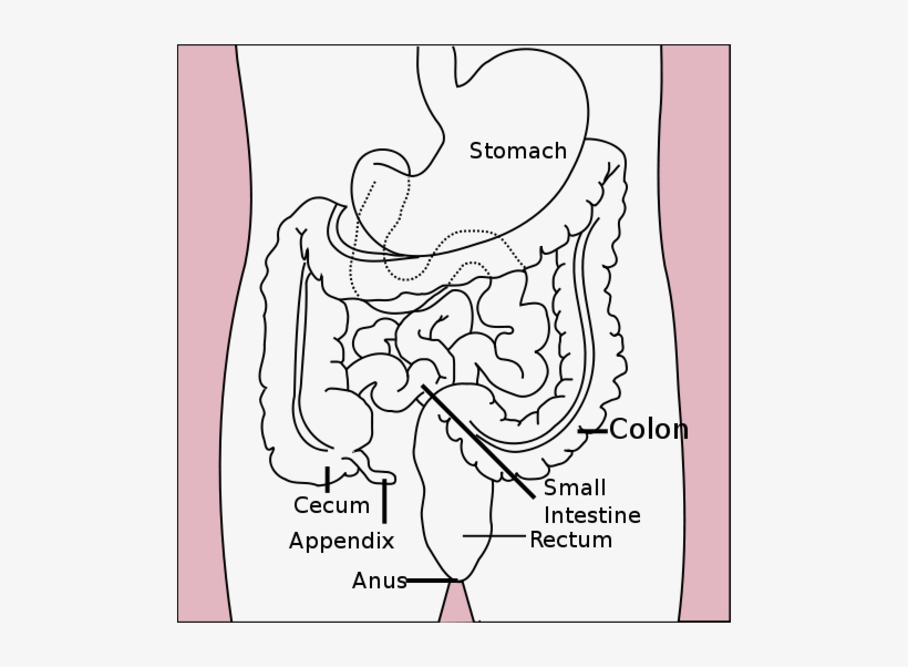 The Organs Of The Lower Digestive - Does Appendix Do Transparent PNG ...