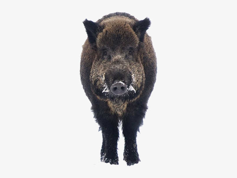 Boar Free Png Image - Wild Boar Png Transparent PNG - 1024x680 - Free ...