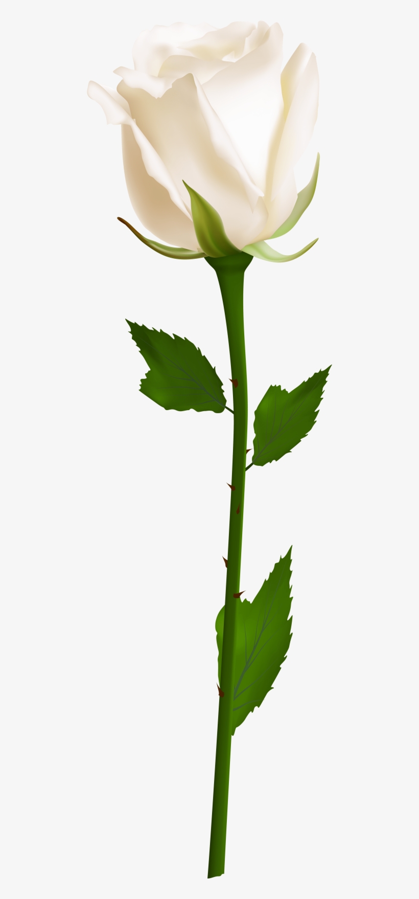 White Rose With Stem Png