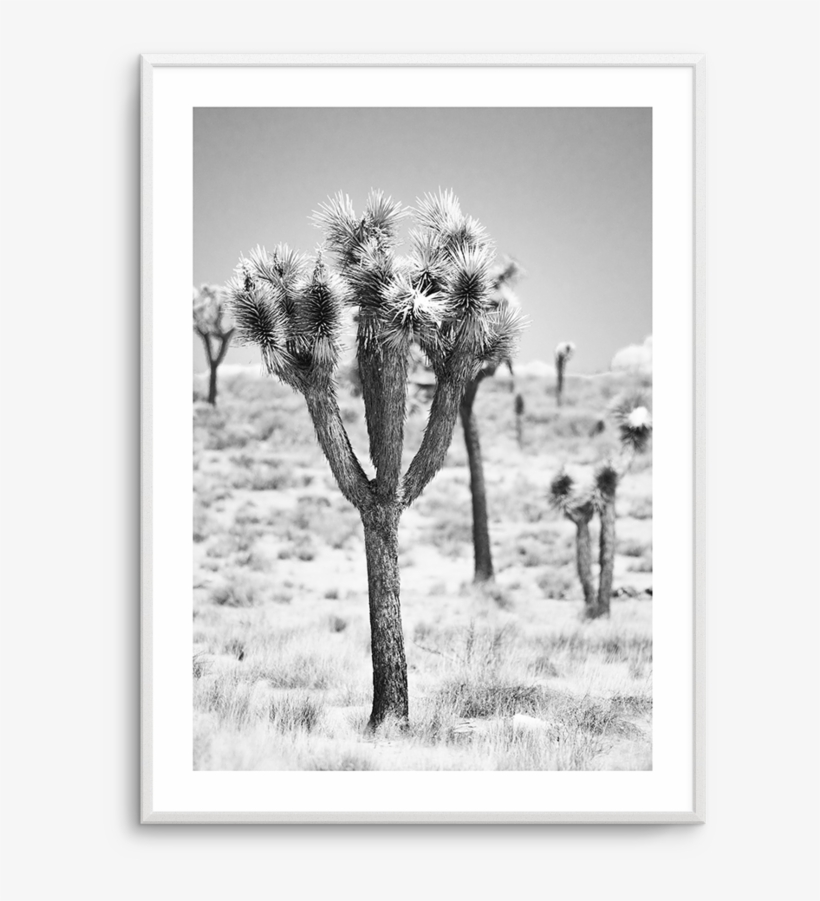 Joshua Tree - Photograph Transparent PNG - 812x1023 - Free Download on ...