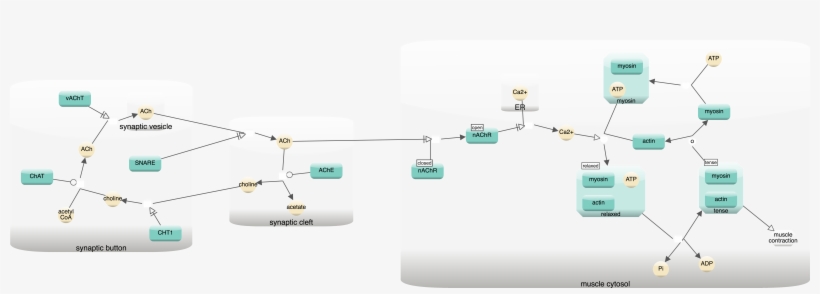 Neuronal Muscle Signaling - Diagram Transparent PNG - 8952x2784 - Free ...