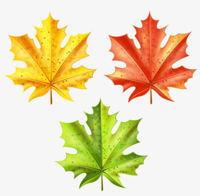 Autumn Maple Leaf Clip Art