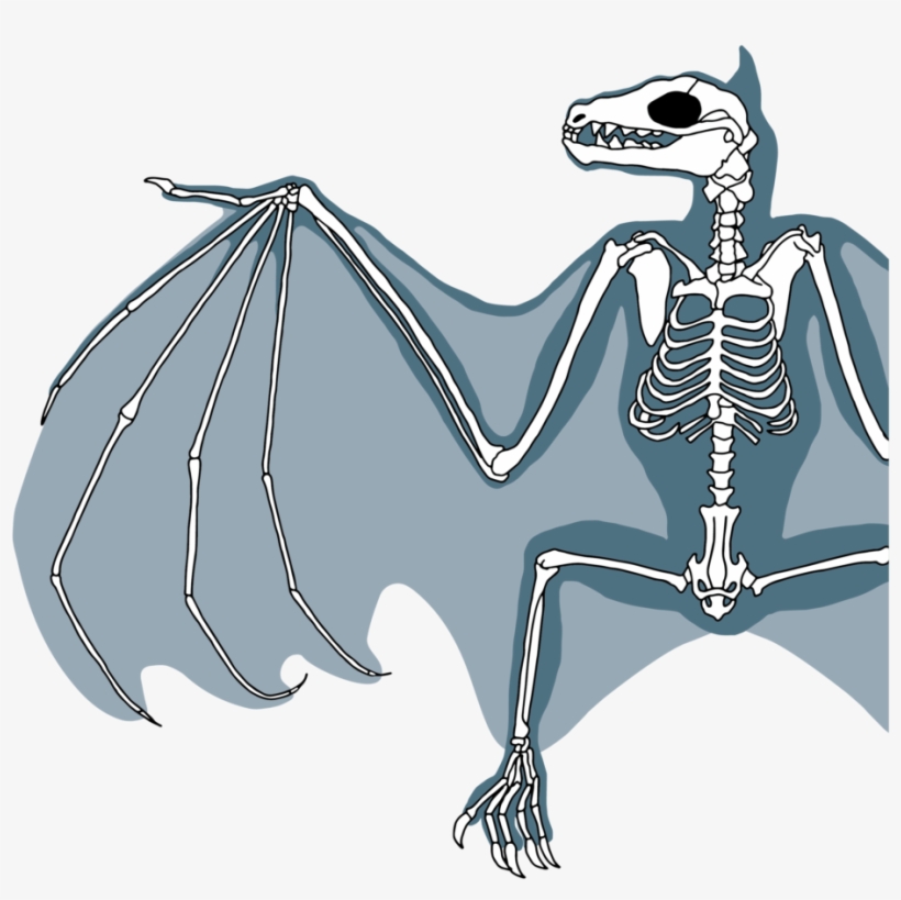 Bat Skeleton Drawing Png Transparent PNG - 1024x920 - Free Download on ...