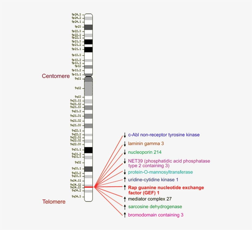 Human Chromosome 9 Map Showing The Position Of C3g - Chromosome 9 Map ...