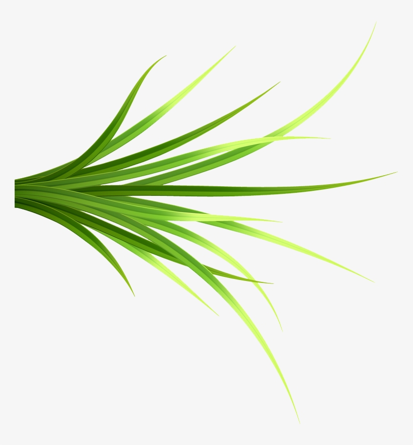Grass Patch 14 Copy - Grass Transparent PNG - 802x856 - Free Download ...