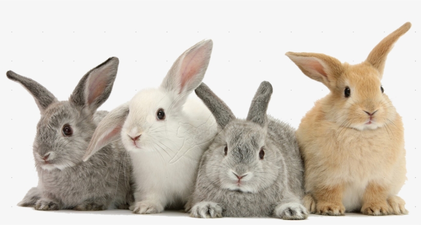 4 Rabbits Transparent PNG - 900x431 - Free Download on NicePNG