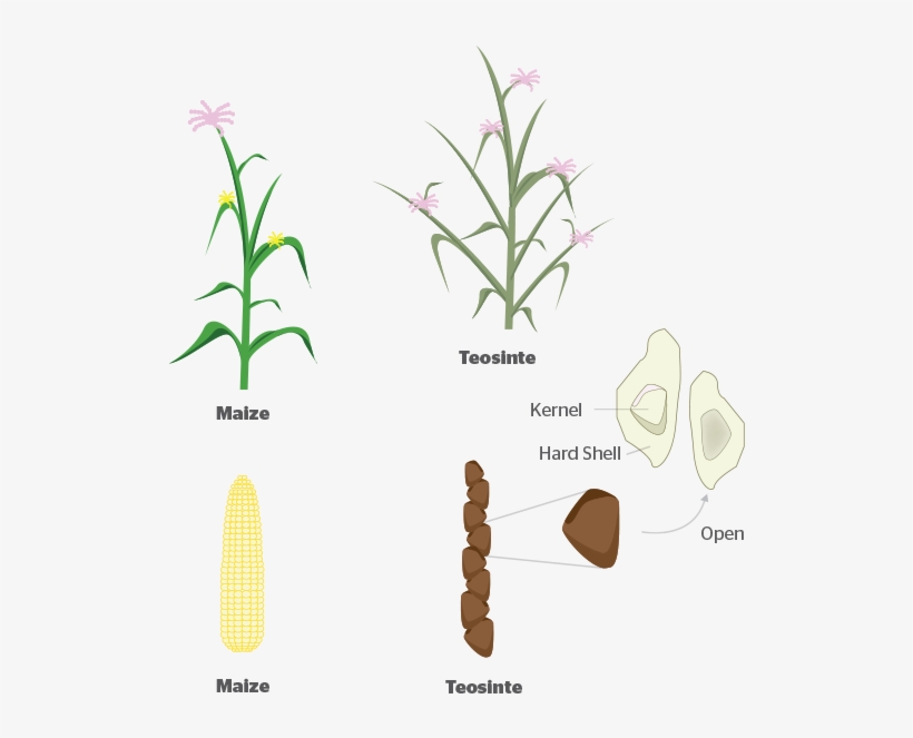 Download Where Do Our Crops Come From - Evolution Of Domesticated Crop ...