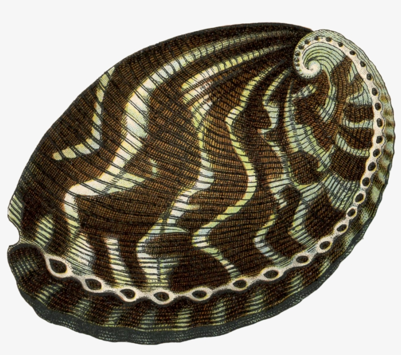 Collected Shell Specimens By Heinrich V - Collected Shell Specimens By ...