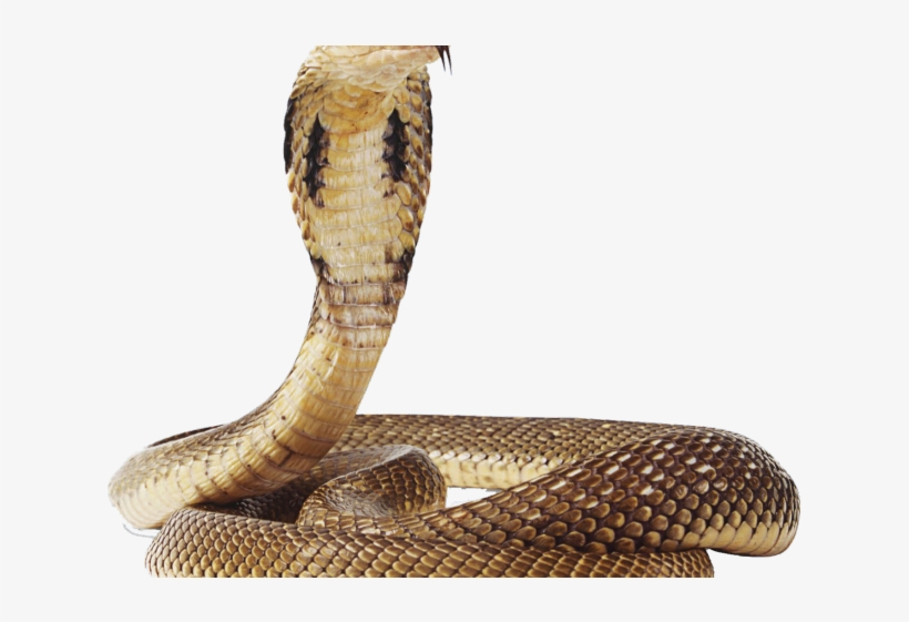 Rattlesnake Png Transparent Images - Transparent Background Snake Png ...