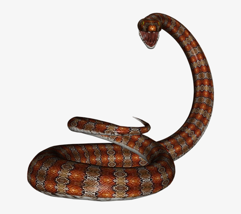 Snake Adder Cartoon Drawings Transparent PNG - 640x640 - Free Download ...