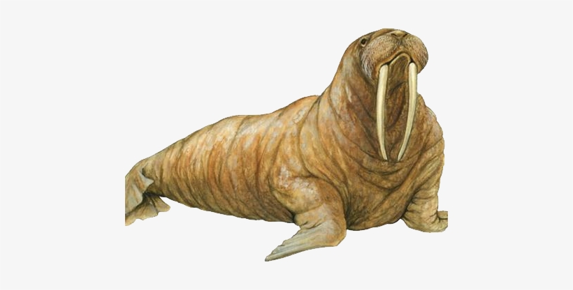 Walrus Png Transparent PNG - 462x336 - Free Download on NicePNG