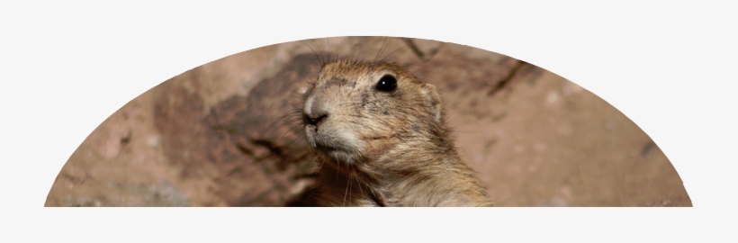 Gopher Transparent PNG - 722x190 - Free Download on NicePNG