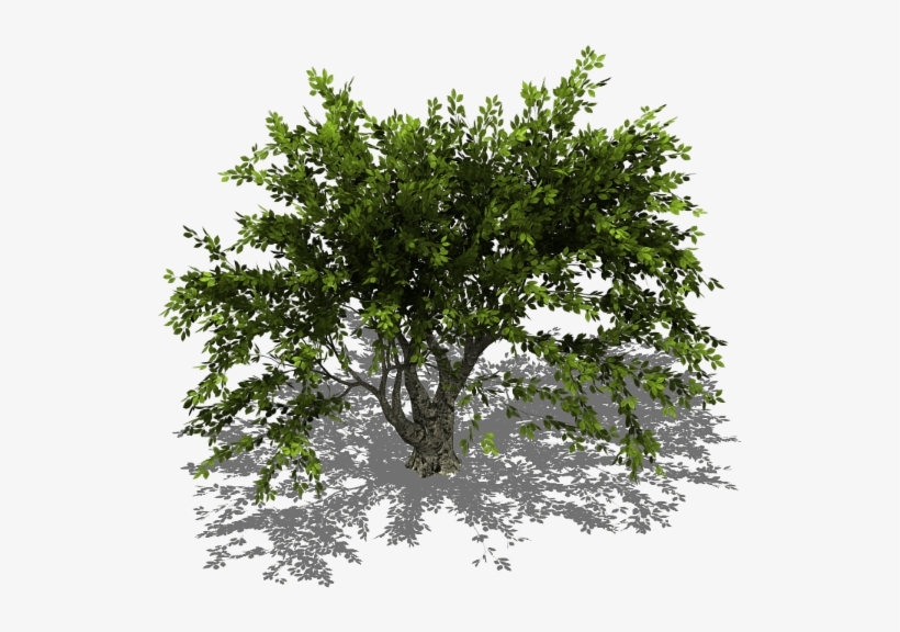 Preview - Tree Isometric Png Transparent PNG - 602x556 - Free Download ...