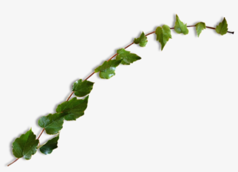 Vine Sticker - Plant Stem Transparent PNG - 1024x785 - Free Download on ...