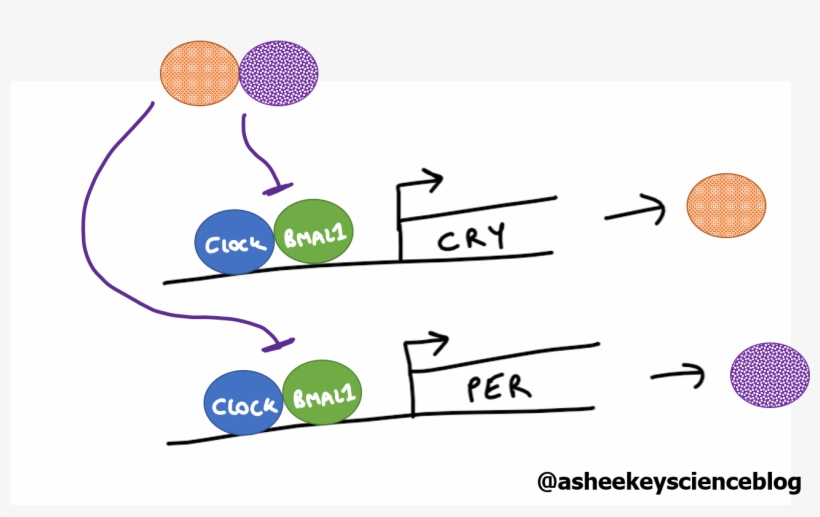 Per And Cry Then Inhibit The Action Of Clock And Bmal1 - Diagram ...