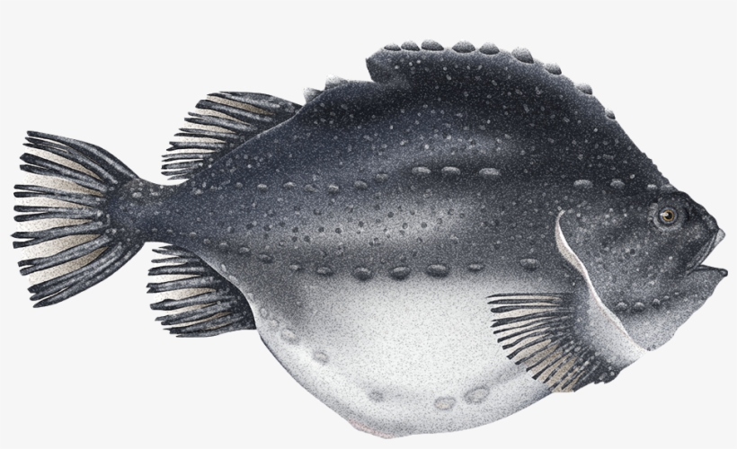 Lumpfish - Lumpfish Png Transparent PNG - 1014x596 - Free Download on ...
