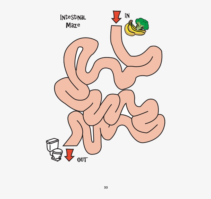 Maze Digestive System Transparent PNG - 579x750 - Free Download on NicePNG