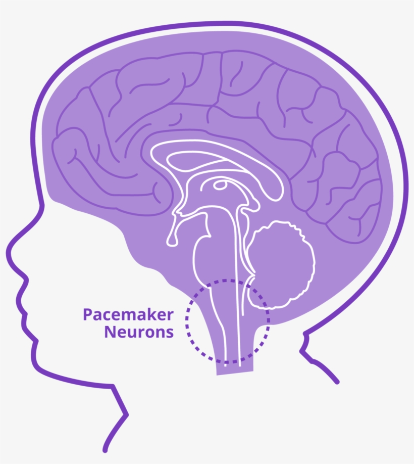 Stabilizes Pacemaker Neurons - Illustration Transparent PNG - 1400x1399 ...