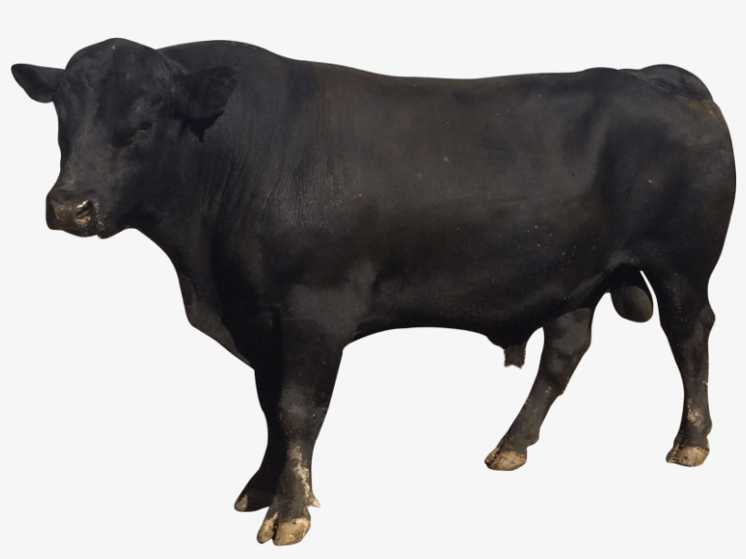 Free Png Bull Png Images Transparent - Bull Png Transparent PNG ...
