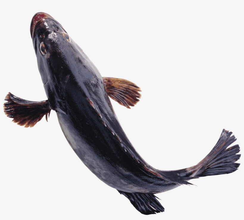 Free Png Fish Png Images Transparent - Flying Fish Transparent ...