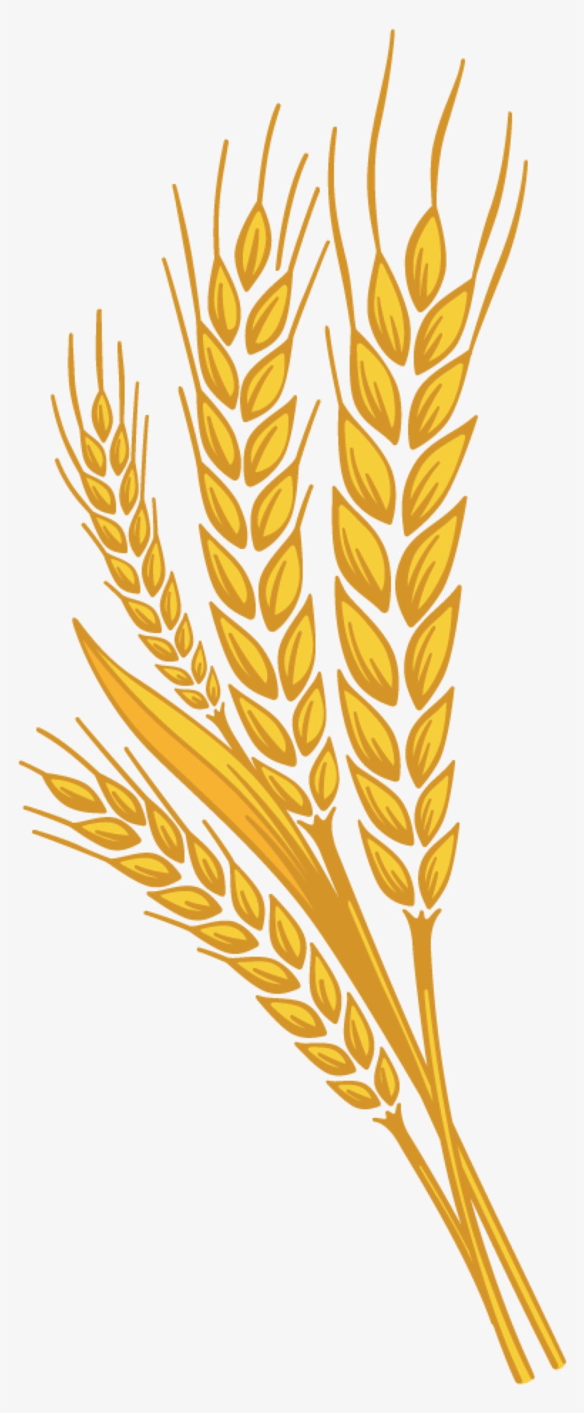 Wheat Png Transparent PNG - 770x1902 - Free Download on NicePNG