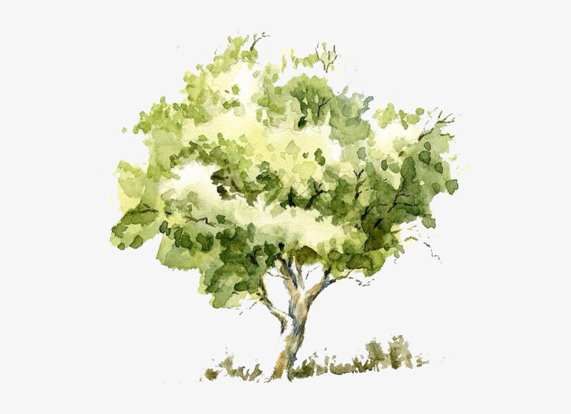 Not Of Import - Watercolor Tree Transparent PNG - 637x677 - Free ...