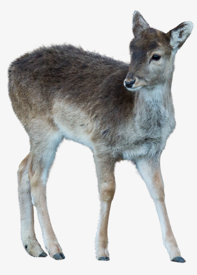 Wild Animals Vol 1 Png Overlays Transparent PNG - 2396x2641 - Free ...