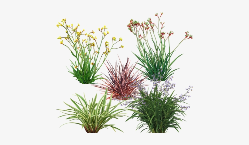 Ozbreed Plants - 2d Plants Transparent PNG - 450x400 - Free Download on ...