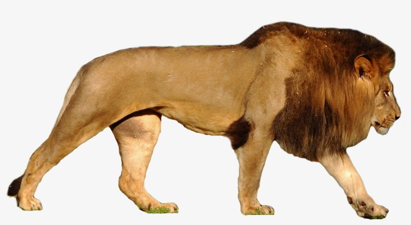 Lion Png - Lion Vs Polar Bear Size Transparent PNG - 1281x643 - Free ...