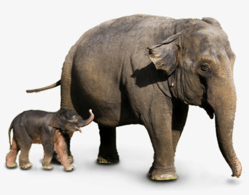 Download Free Png Elephant Png Images Transparent - Wild Elephant Png ...