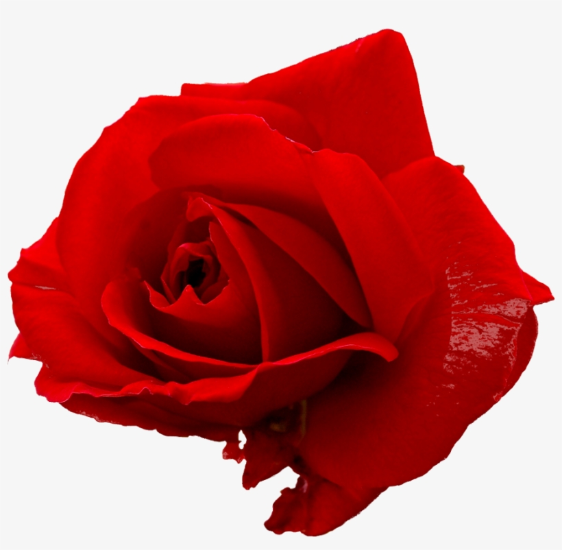 Free Download - Red Rose Png File Transparent PNG - 1000x950 - Free ...